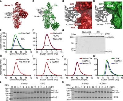 Frontiers | Structure-Guided Engineering of a Complement Component C3 ...