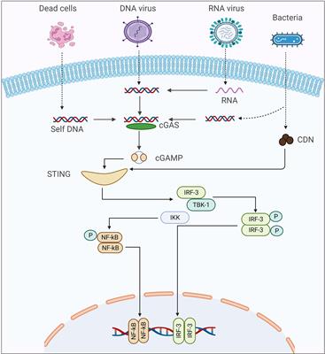 Frontiers | The Emerging Role of STING in Insect Innate Immune ...