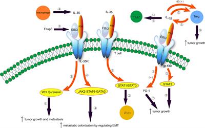 Frontiers | The Molecular Role of IL-35 in Non-Small Cell Lung Cancer