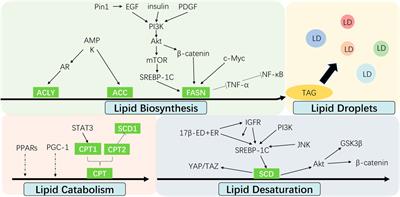 Frontiers | Novel Insights on Lipid Metabolism Alterations in Drug ...