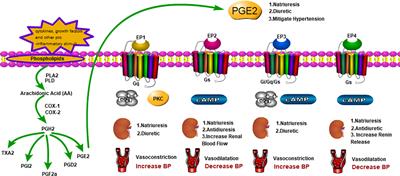 Frontiers | Roles of EP Receptors in the Regulation of Fluid Balance ...