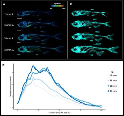 Frontiers | Dynamics of the Zebrafish Skeleton in Three Dimensions ...