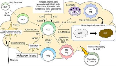 Frontiers | ILC2s and Adipose Tissue Homeostasis: Progress to Date and ...