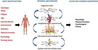 Frontiers | Using a Network Physiology Approach to Prescribe Exercise ...