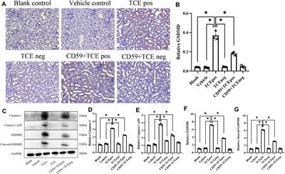Frontiers | Membrane Attack Complex C5b-9 Promotes Renal Tubular ...