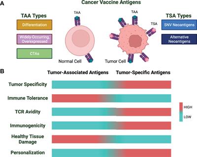 Frontiers | Fueling Cancer Vaccines to Improve T Cell-Mediated ...