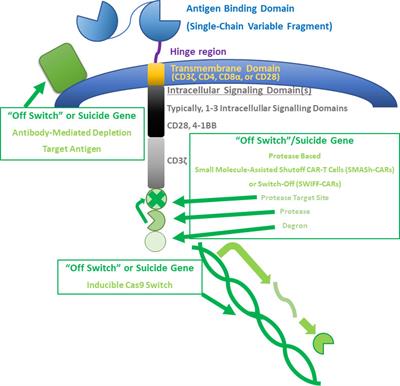 Frontiers | Immune effector cell associated neurotoxicity syndrome in ...