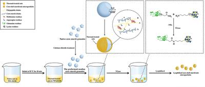 Frontiers | Preparation of Natural Food-Grade Core-Shell Starch/Zein ...