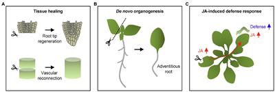 Frontiers | Wound-Induced Systemic Responses and Their Coordination by ...