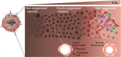 Frontiers | The Promise of Targeting Hypoxia to Improve Cancer ...