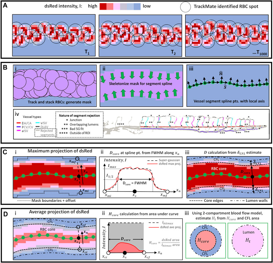 Frontiers | High-Throughput Imaging of Blood Flow Reveals Developmental ...