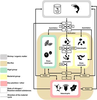 Frontiers | The microbial communities (bacteria, algae, zooplankton ...