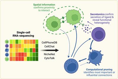 Frontiers | Mapping and Validation of scRNA-Seq-Derived Cell-Cell ...