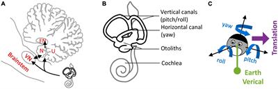 Frontiers | The otolith vermis: A systems neuroscience theory of the ...