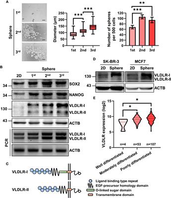 Frontiers | VLDLR disturbs quiescence of breast cancer stem cells in a ...