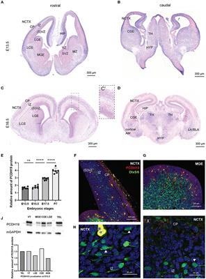 Frontiers | Modifying PCDH19 levels affects cortical interneuron migration
