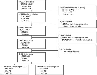 Frontiers | Pre-stroke Disability and Long-Term Functional Limitations ...