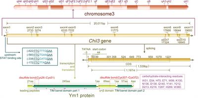 Frontiers | An update on Ym1 and its immunoregulatory role in diseases