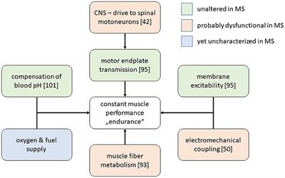 Frontiers | The pathophysiology of motor fatigue and fatigability in ...