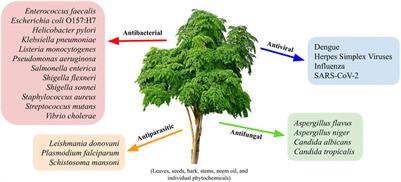 Frontiers | The Antimicrobial Potential of the Neem Tree Azadirachta indica