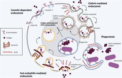 Frontiers | The Ins and Outs of Antigen Uptake in B cells