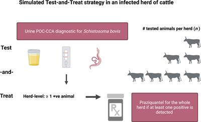 Frontiers | Modelling livestock test-and-treat: A novel One Health ...