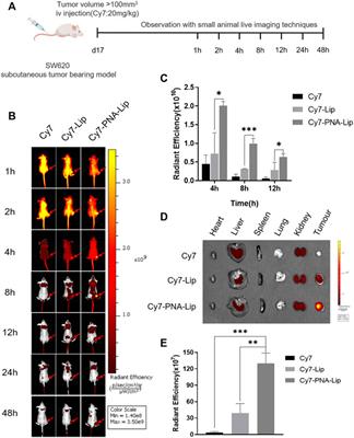 Frontiers | PNA-Modified Liposomes Improve the Delivery Efficacy of ...