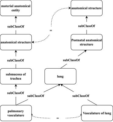 Frontiers | Matching Biomedical Ontologies via a Hybrid Graph Attention ...