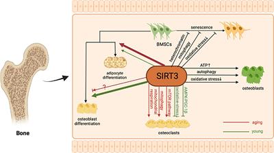 Frontiers | The Role of SIRT3 in the Osteoporosis