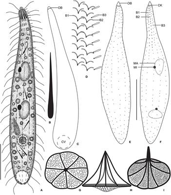Frontiers | Morphology and Molecular Phylogeny of Two New ...