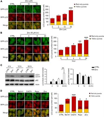 Frontiers | Zinc enhances autophagic flux and lysosomal function ...