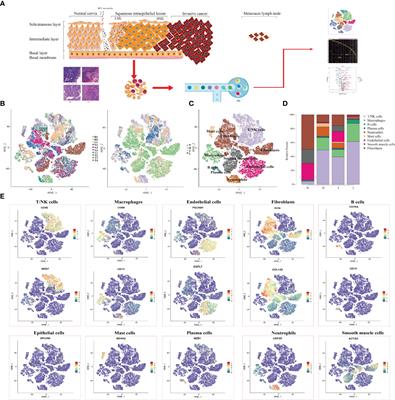 Frontiers | Dissecting the Single-Cell Transcriptome Network of Immune ...