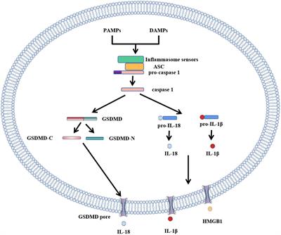 Frontiers | Pyroptosis: Role and Mechanisms in Cardiovascular Disease