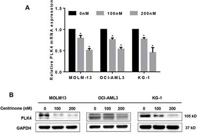 Frontiers | Effects of the PLK4 inhibitor Centrinone on the biological ...