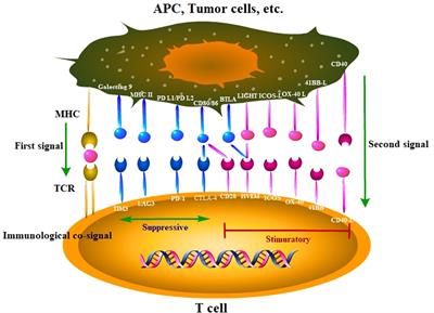 Frontiers | Immune Checkpoint Inhibitors for Advanced Hepatocellular ...