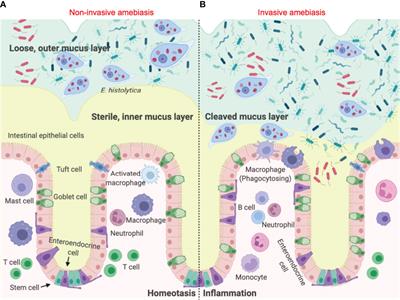 Frontiers | Gasdermins in Innate Host Defense Against Entamoeba ...