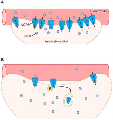Frontiers | Mechanisms Underlying Aquaporin-4 Subcellular ...
