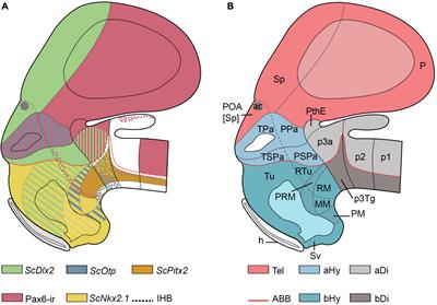 Frontiers in Neuroanatomy