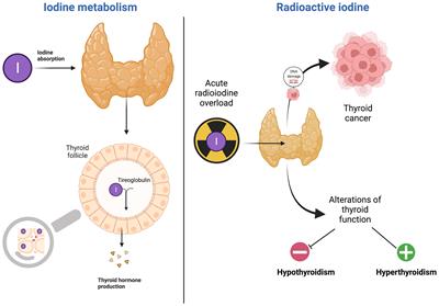 Frontiers | The Iodine Rush: Over- or Under-Iodination Risk in the ...