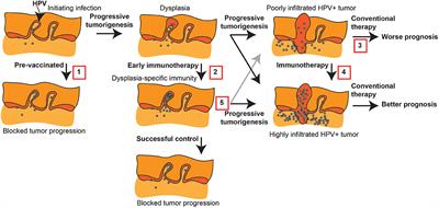 Frontiers | Development and therapeutic manipulation of the head and ...
