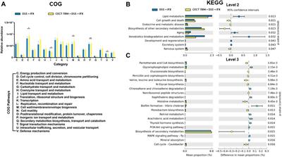 Frontiers | Bifidobacterium longum CECT 7894 Improves the Efficacy of ...