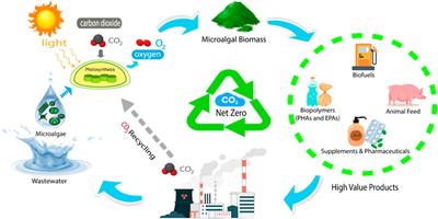 Frontiers | Microalgae-based wastewater treatment for developing ...