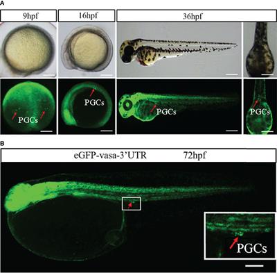 Frontiers | Migration of Primordial Germ Cells Is Regulated by miR-430 ...