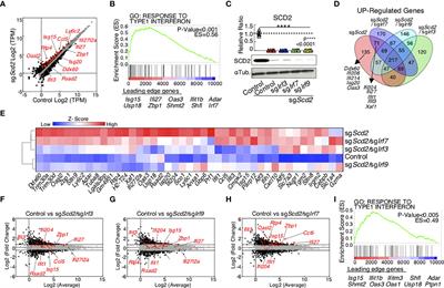 Frontiers | SCD2-mediated cooperative activation of IRF3-IRF9 ...
