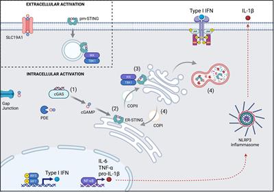 Frontiers | Dysregulation of the cGAS-STING Pathway in Monogenic ...