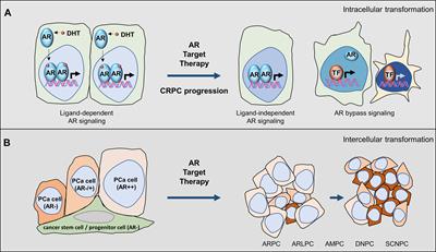 Frontiers | The Androgen Receptor and Its Crosstalk With the Src Kinase ...