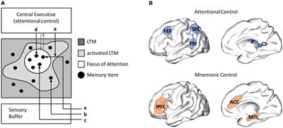 Frontiers | Rhythms of human attention and memory: An embedded process ...