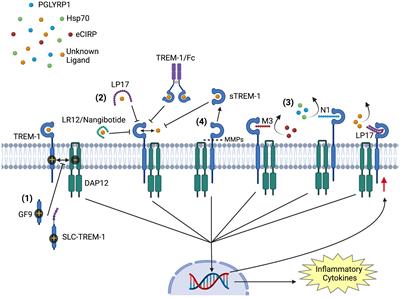Frontiers | TREM-1 Modulation Strategies for Sepsis