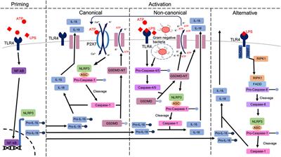 Frontiers | The Role of the NLRP3 Inflammasome in Mediating Glomerular ...