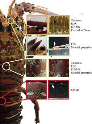 Frontiers | Exoskeletal predator defenses of juvenile California spiny ...